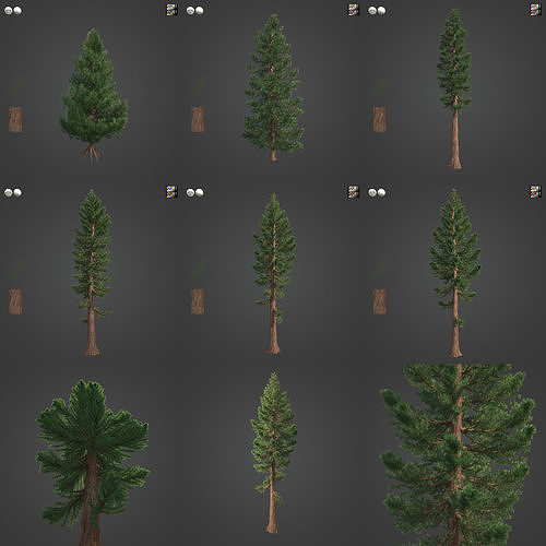 2021 PBR Giant Sequoia Collection - Sequoiadendron Giganteum 3D model ...