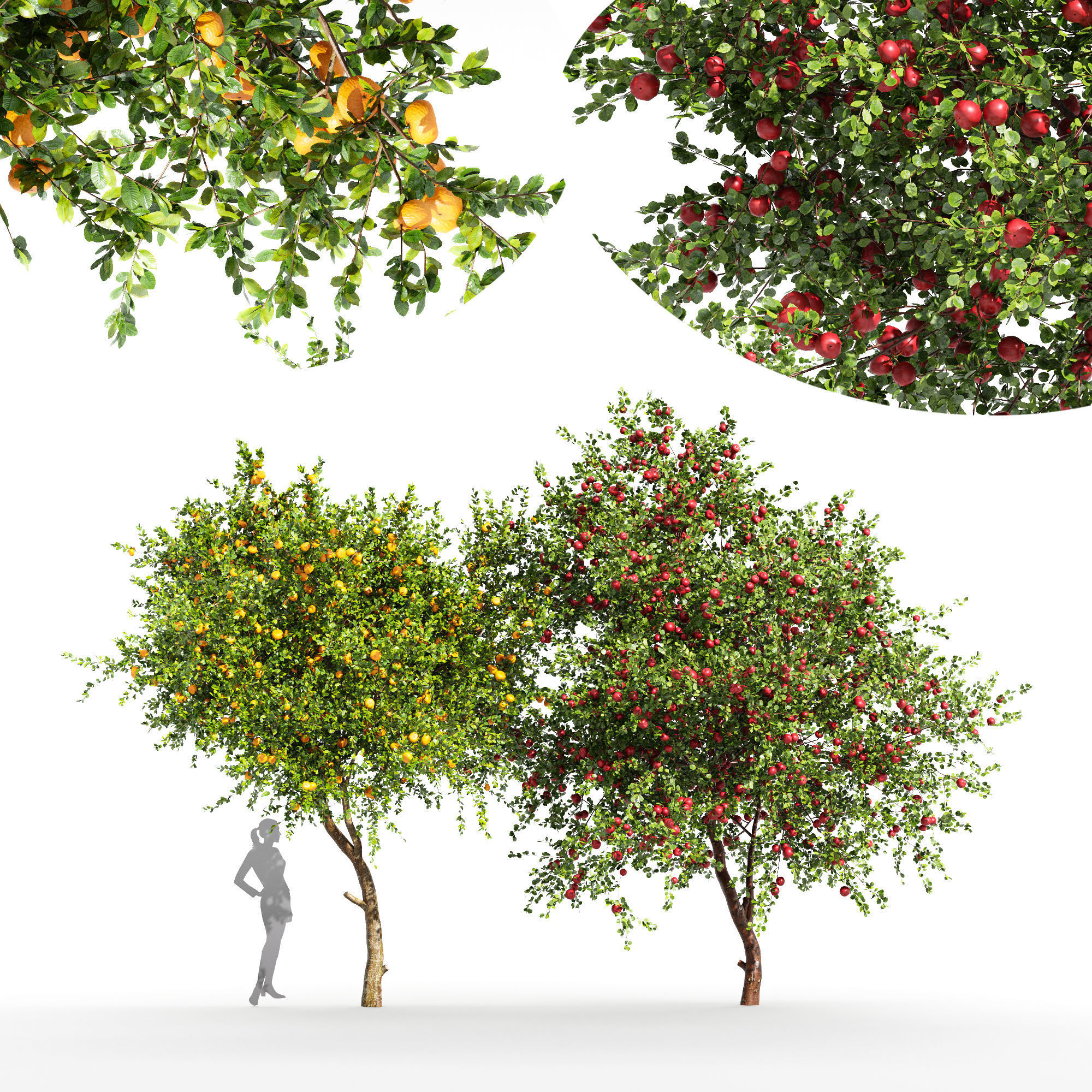 2tree - Apple fruit tree Tangerine fruit tree 3D model | CGTrader