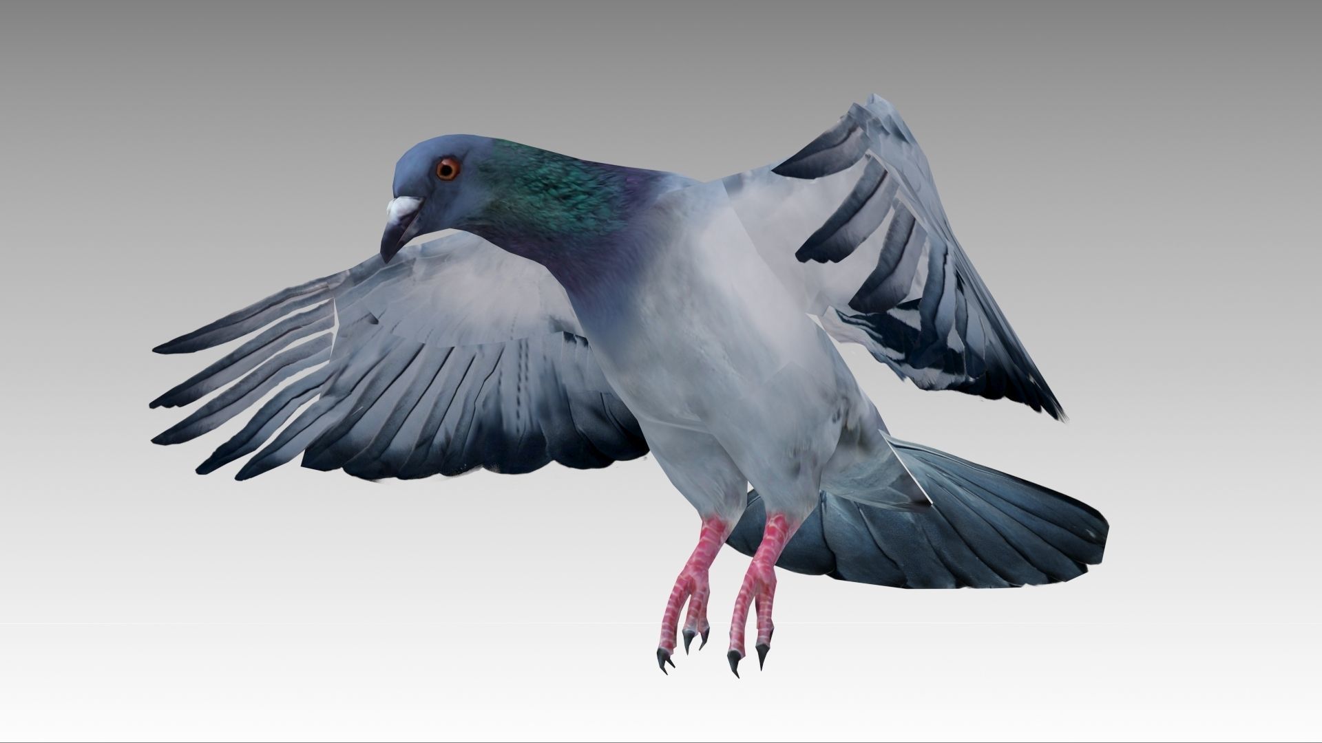 3D model Pigeon VR / AR / low-poly rigged animated | CGTrader