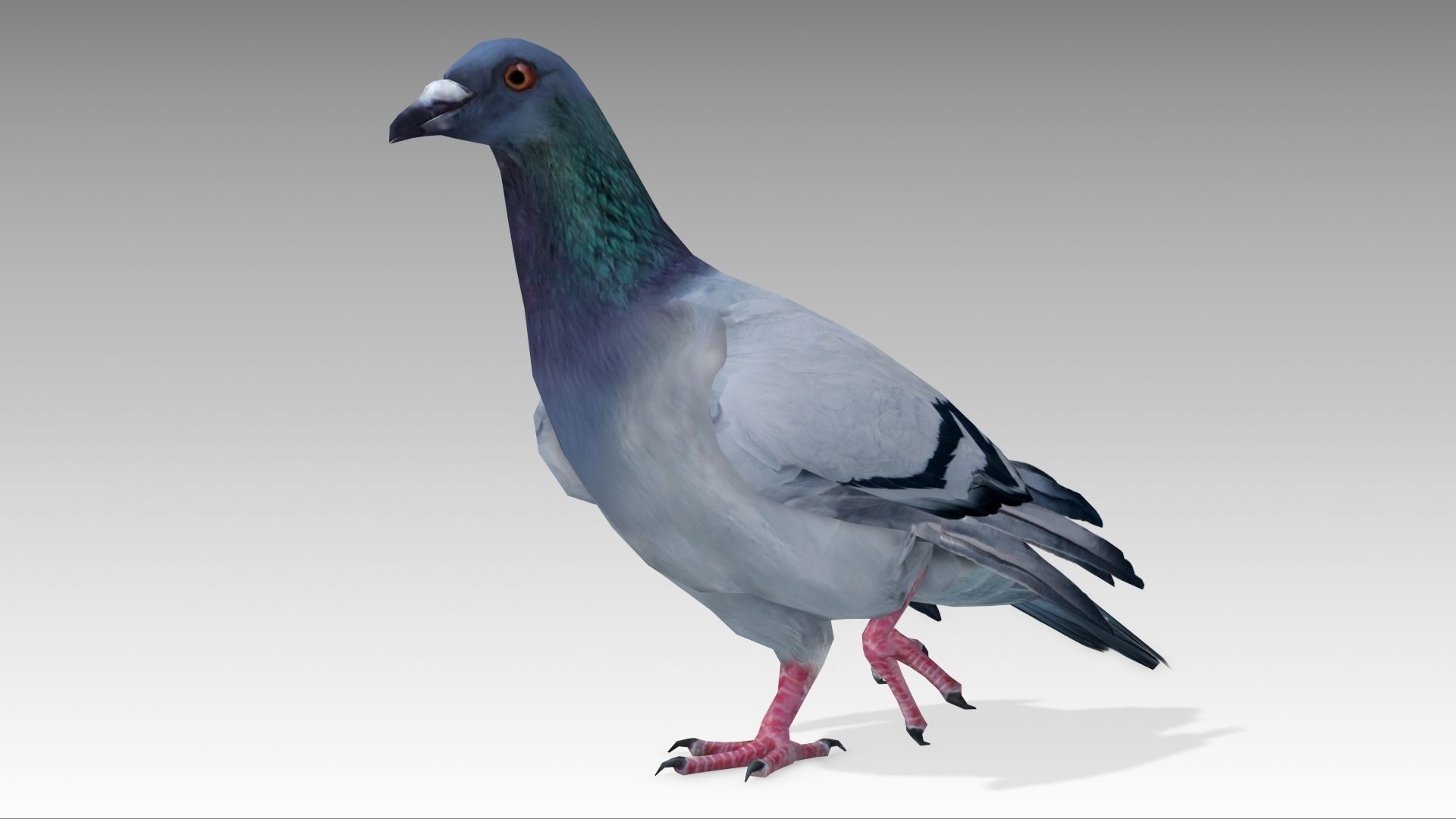 3D model Pigeon VR / AR / low-poly rigged animated | CGTrader