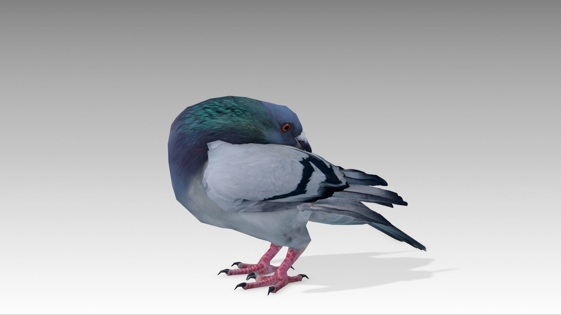 3D model Pigeon VR / AR / low-poly rigged animated | CGTrader