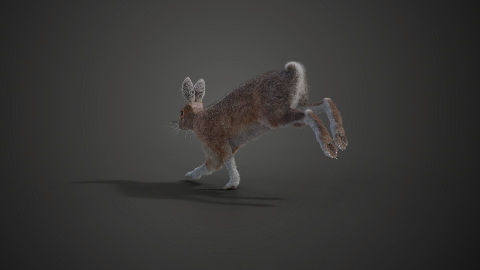 Snowshoe Rabbit Animated VFX Grace 3D model animated rigged | CGTrader