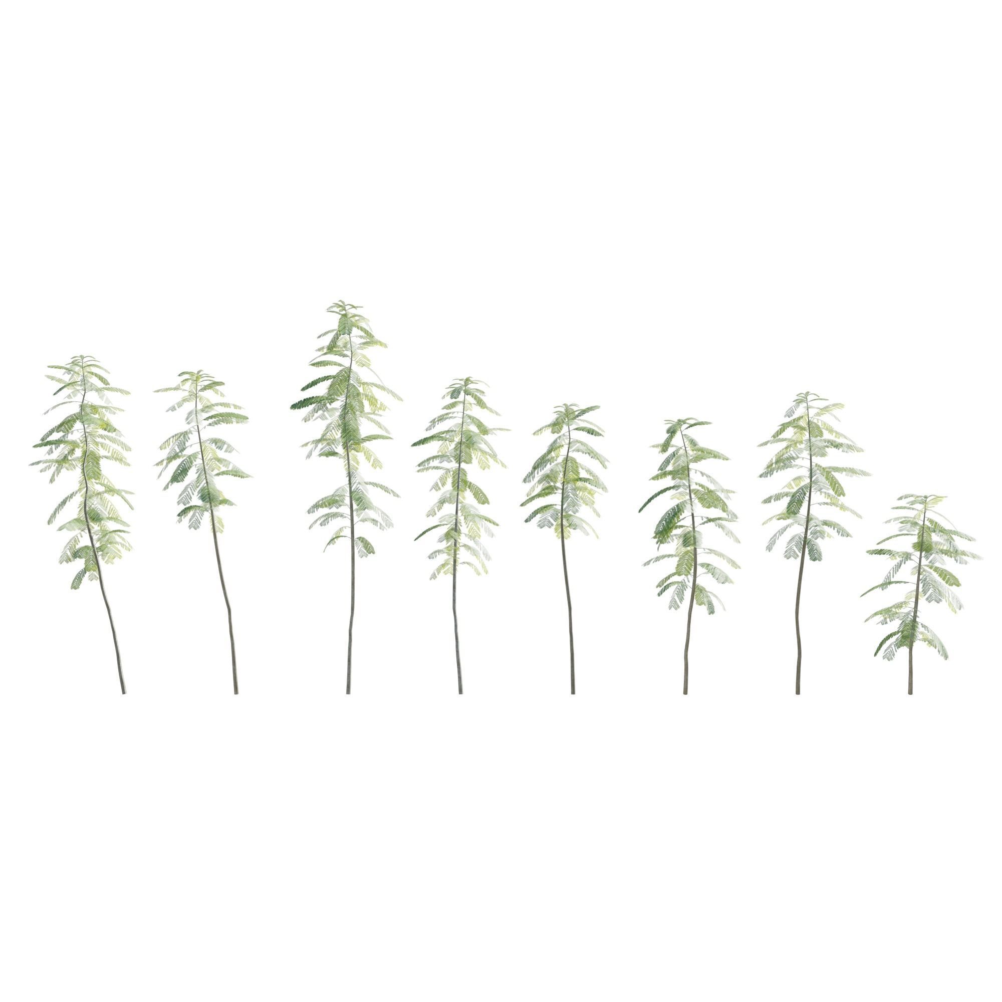 Young Jacaranda Mimosifolia free 3D model rigged | CGTrader