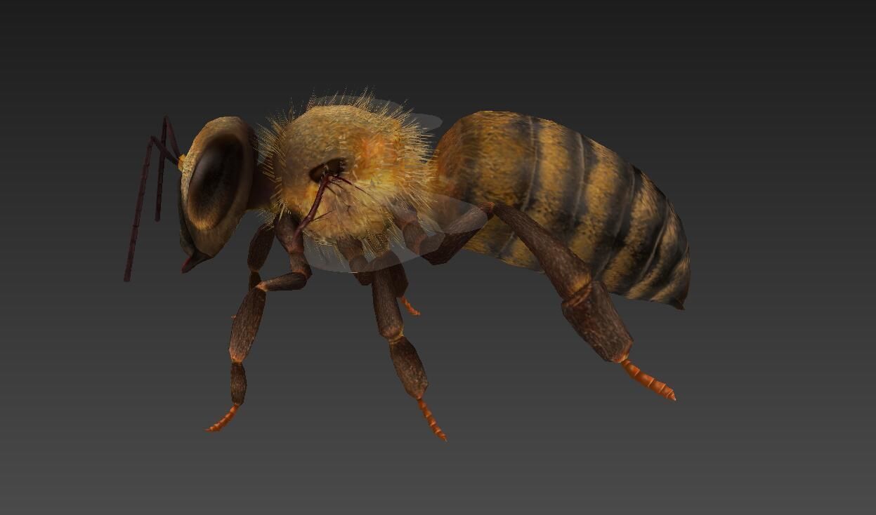 3D model honeybee bee VR / AR / low-poly | CGTrader