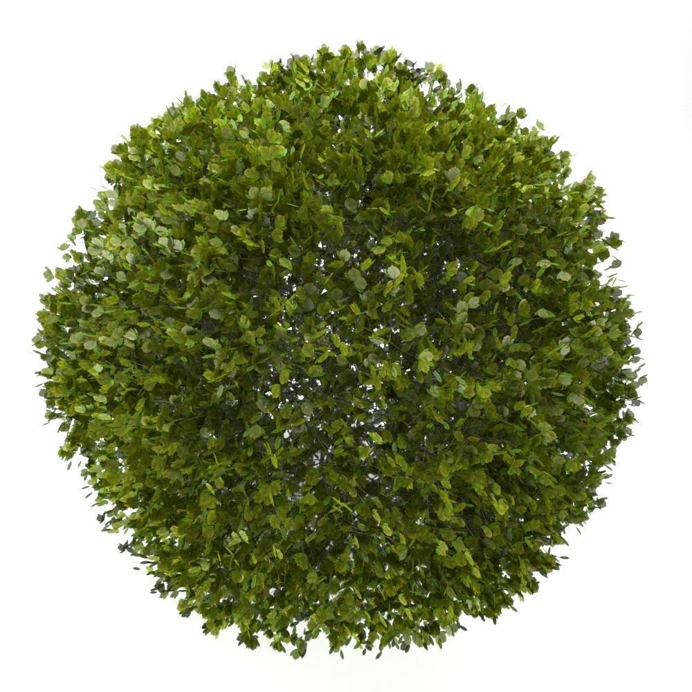 bush natural 3D model | CGTrader