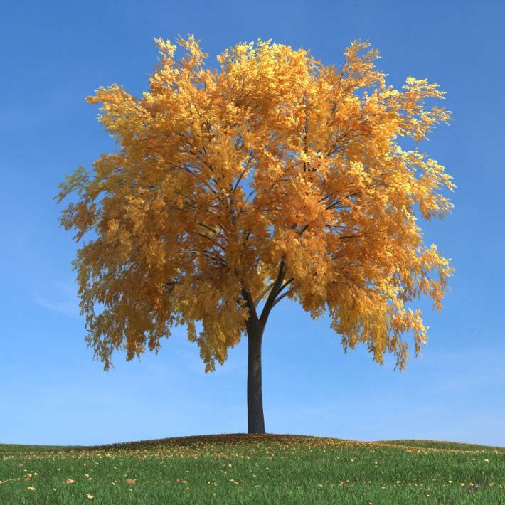 Large Fall Tree 3D model | CGTrader