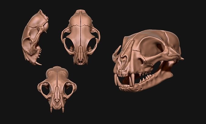 Cat Skull - CNC and 3D model 3D printable | CGTrader