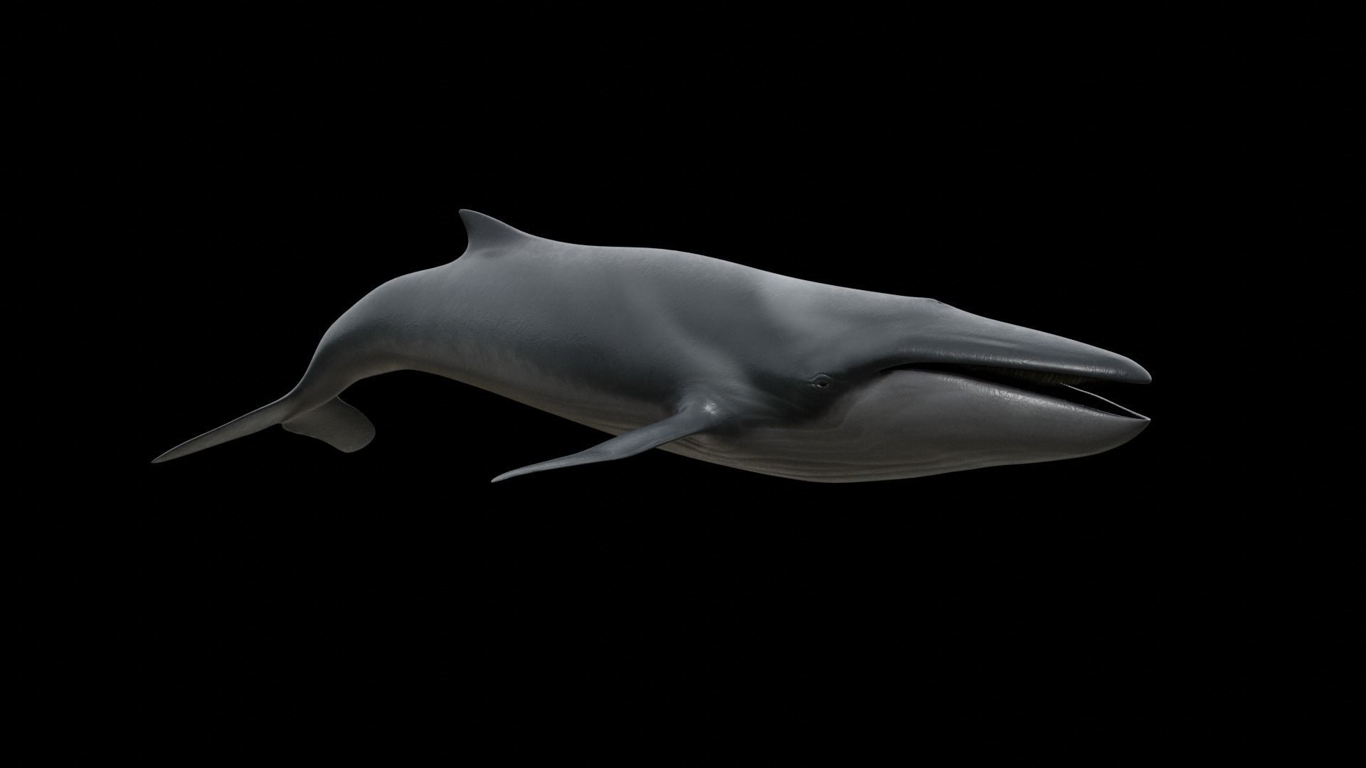 3D Model Collection Whales humpback whale VR / AR / low-poly | CGTrader