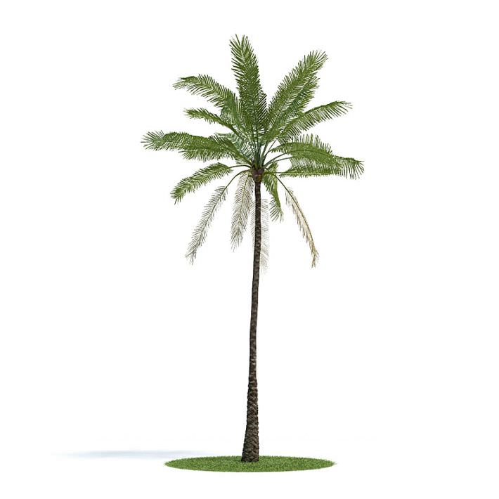 Green Pam Tree 3D model | CGTrader