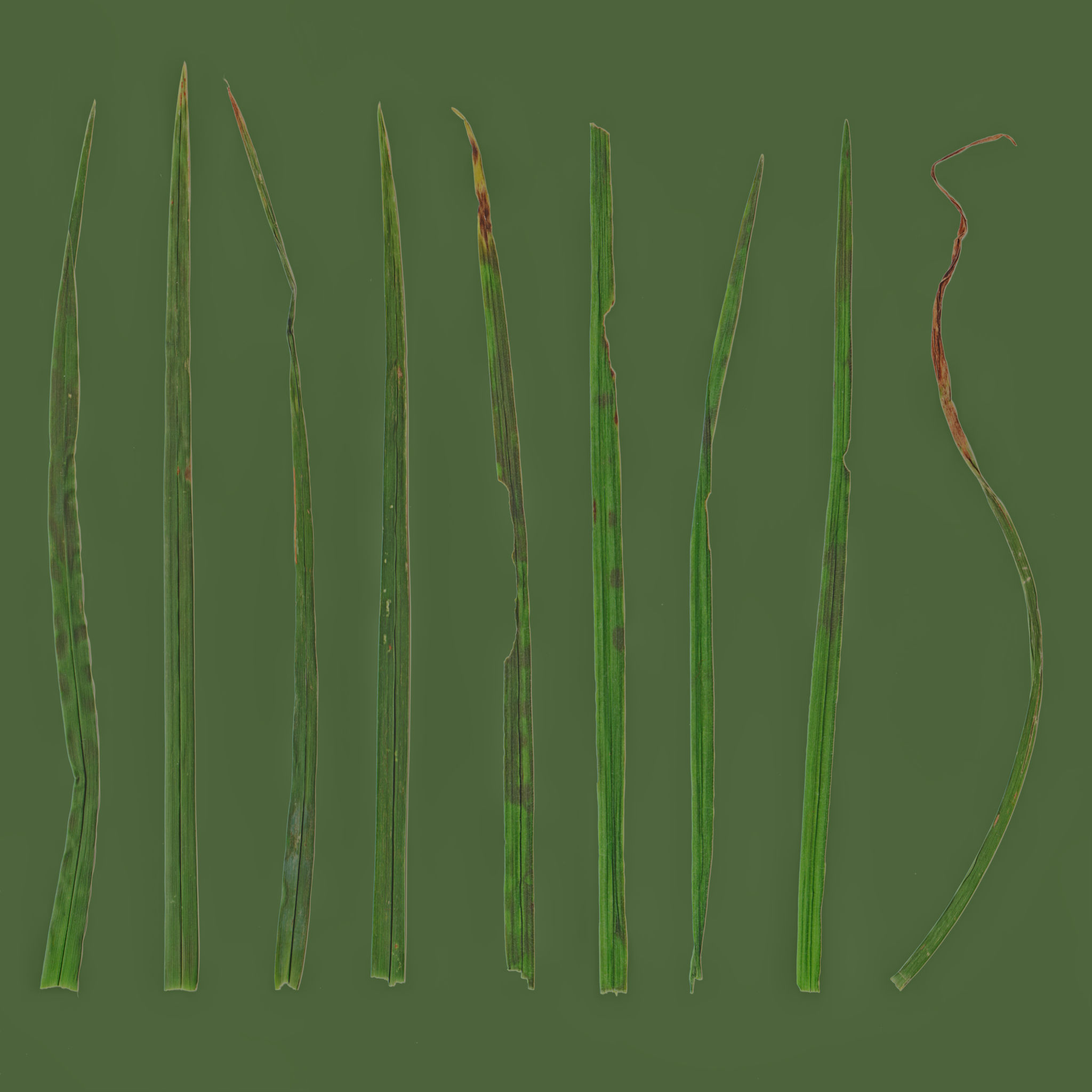 modele grass free 3D model | CGTrader