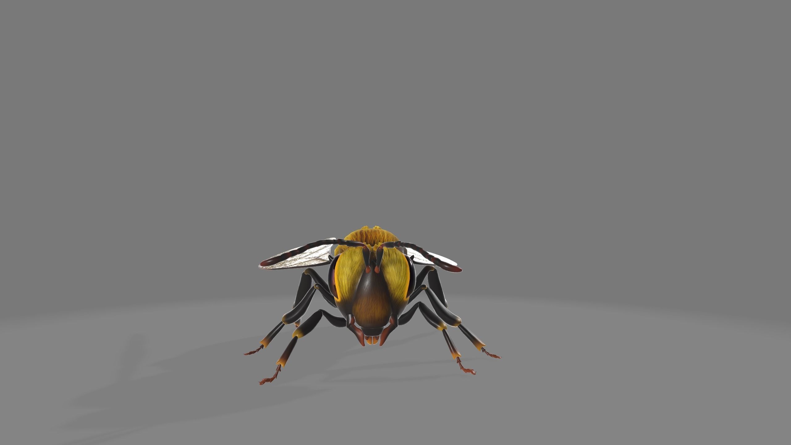 3D model animated bee VR / AR / low-poly | CGTrader
