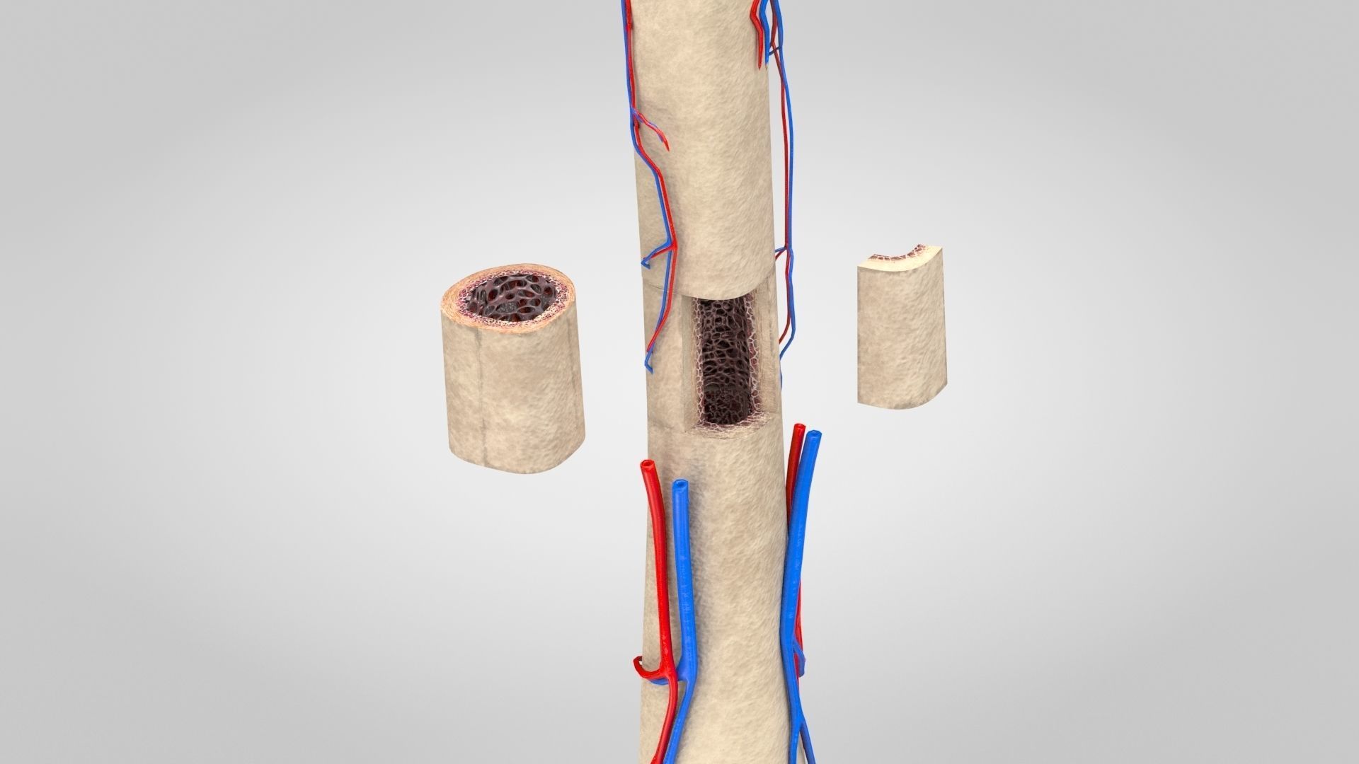 Bone with Healthy and osteoporotic section Anatomy 3D model | CGTrader