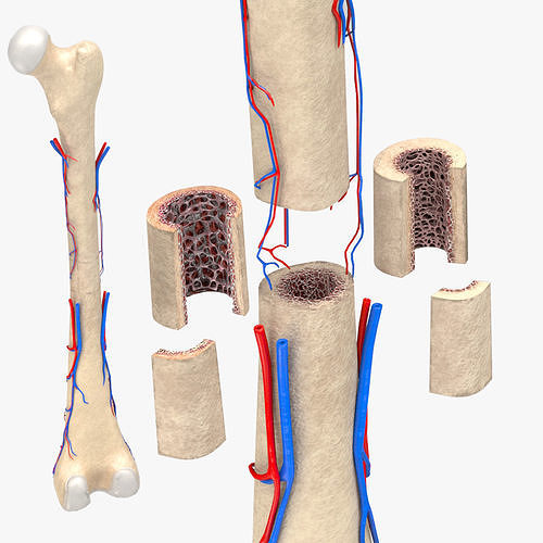 Bone with Healthy and osteoporotic section Anatomy 3D model | CGTrader