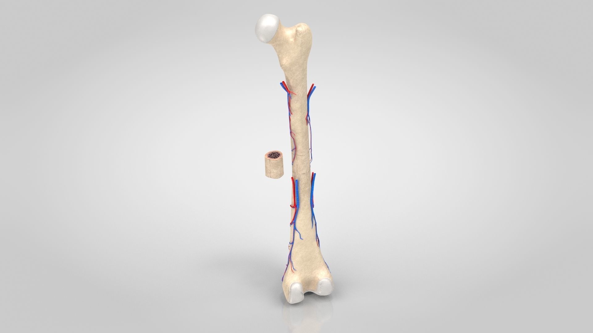 Bone with Healthy and osteoporotic section Anatomy 3D model | CGTrader