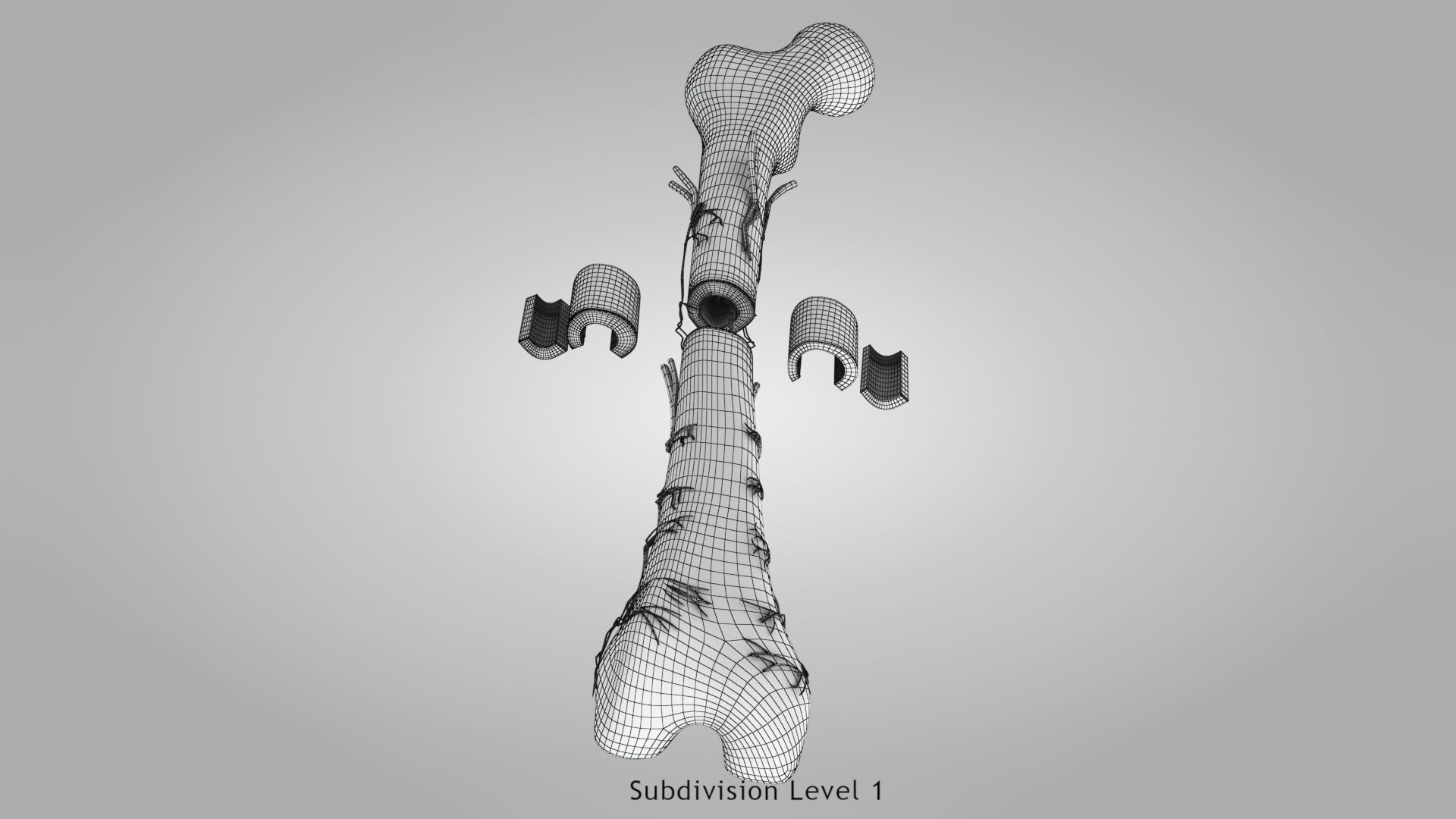 Bone with Healthy and osteoporotic section Anatomy 3D model | CGTrader