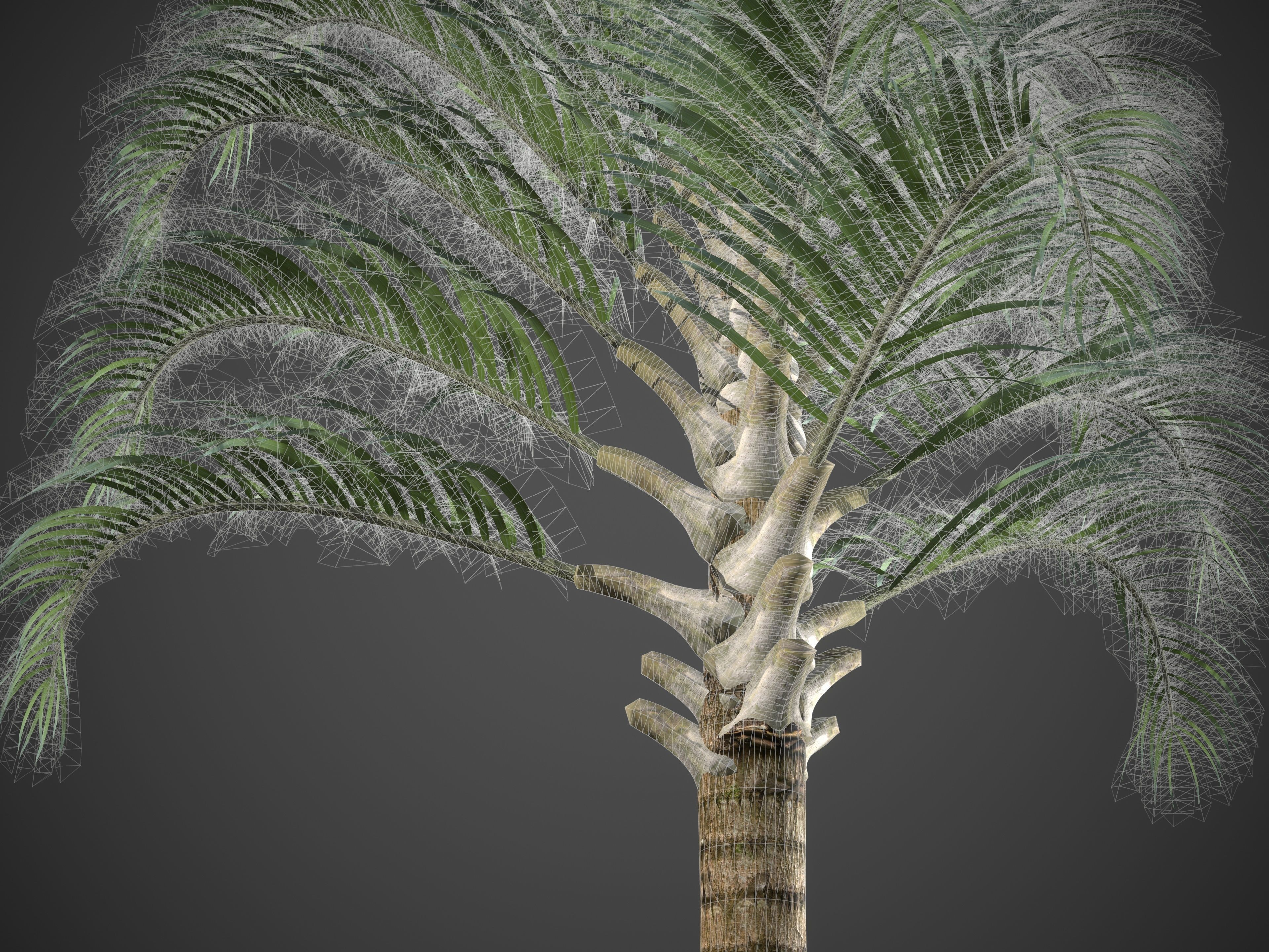 2021 PBR Triangle Palm Collection - Neodypsis Decaryi 3D model | CGTrader