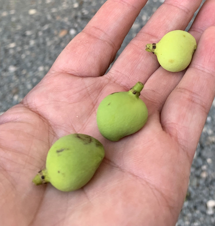 Mango palette 3D model 3D printable | CGTrader