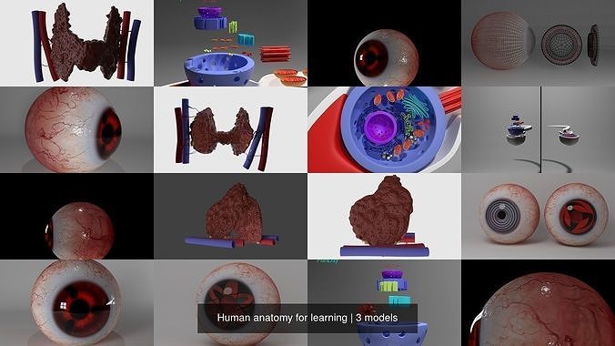 Human anatomy for learning 3D Model Collection | CGTrader