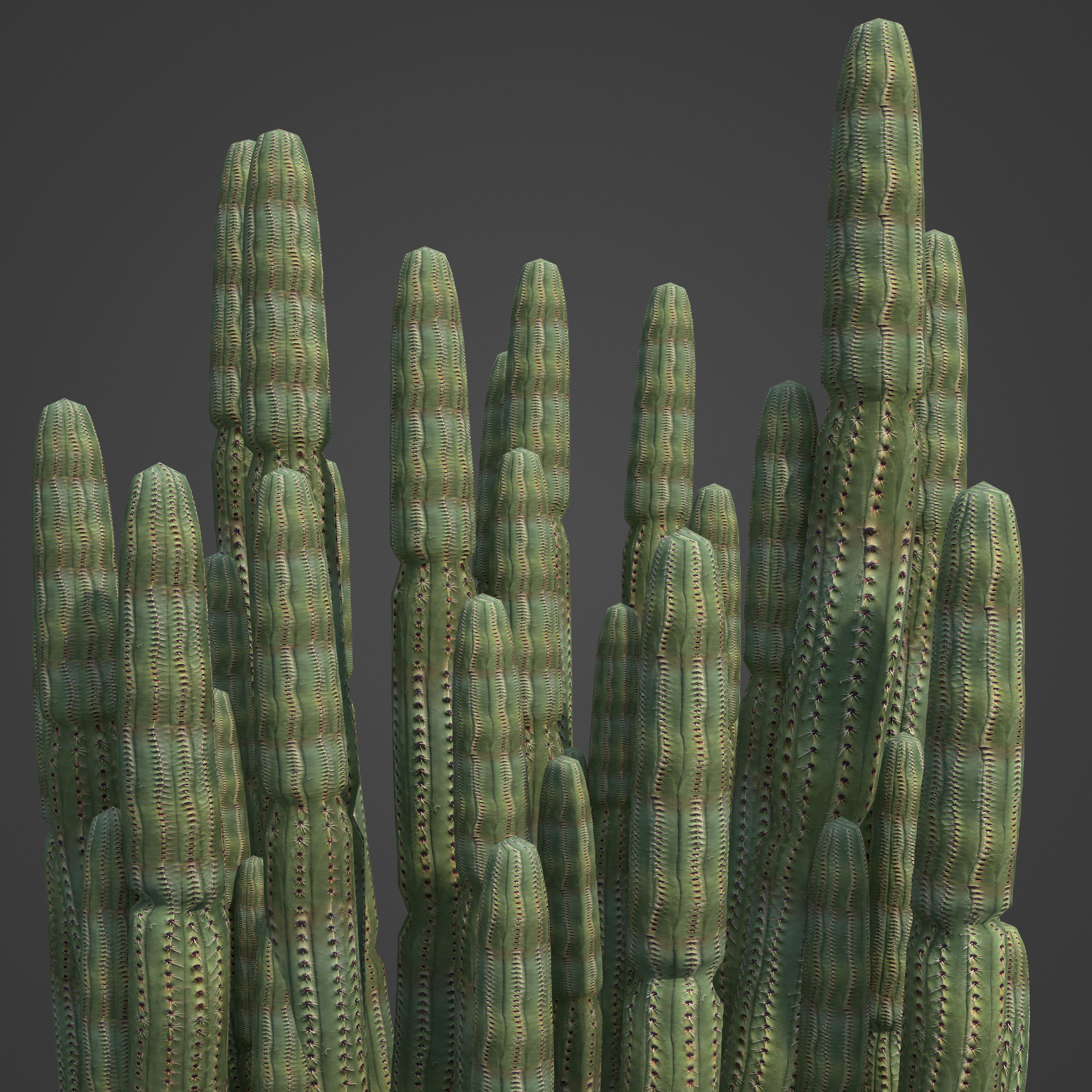 2021 PBR Organ Pipe Cactus Collection - Lemaireocereus Thurberi 3D ...