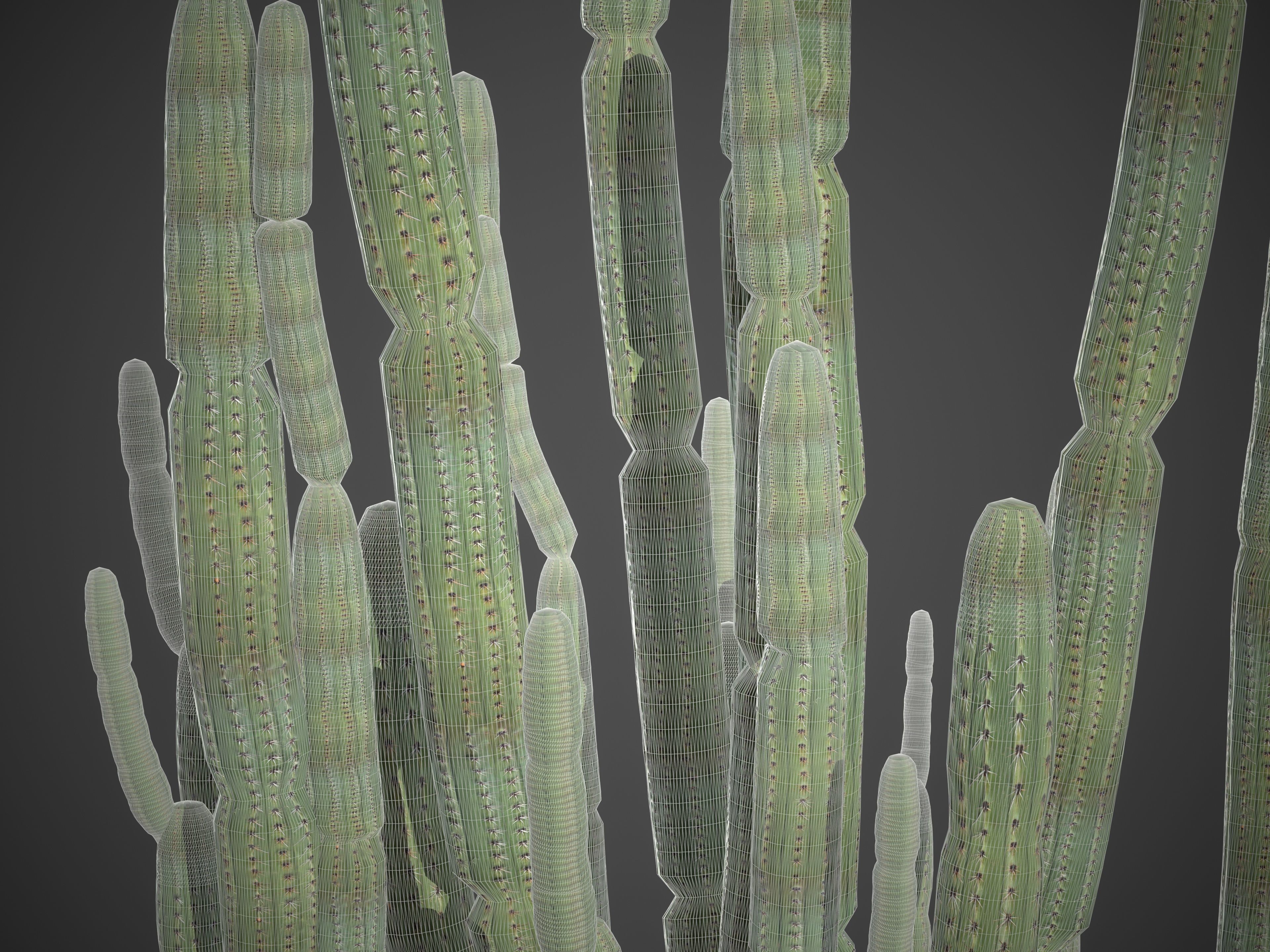 2021 PBR Organ Pipe Cactus Collection - Lemaireocereus Thurberi 3D ...