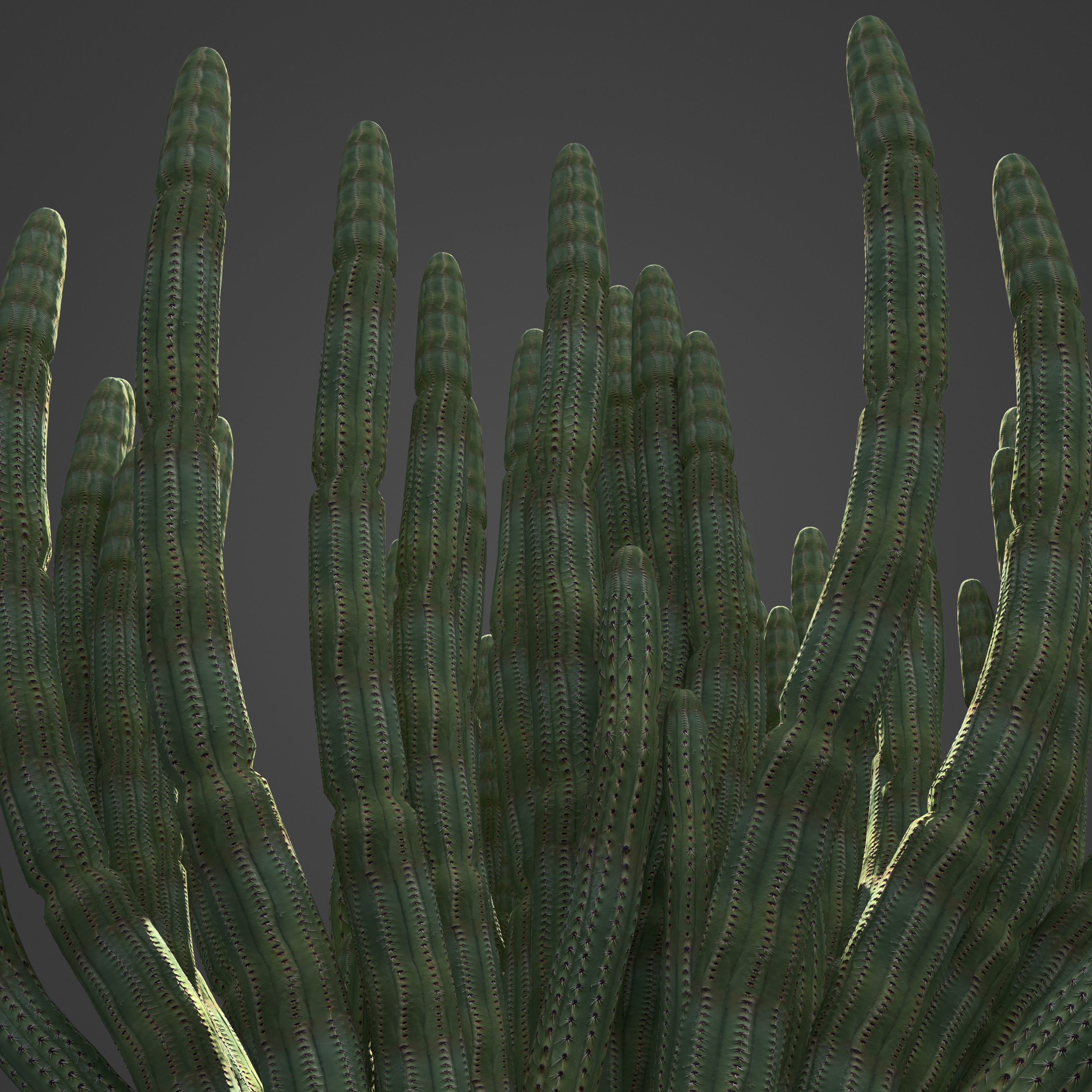 2021 PBR Organ Pipe Cactus Collection - Lemaireocereus Thurberi 3D ...