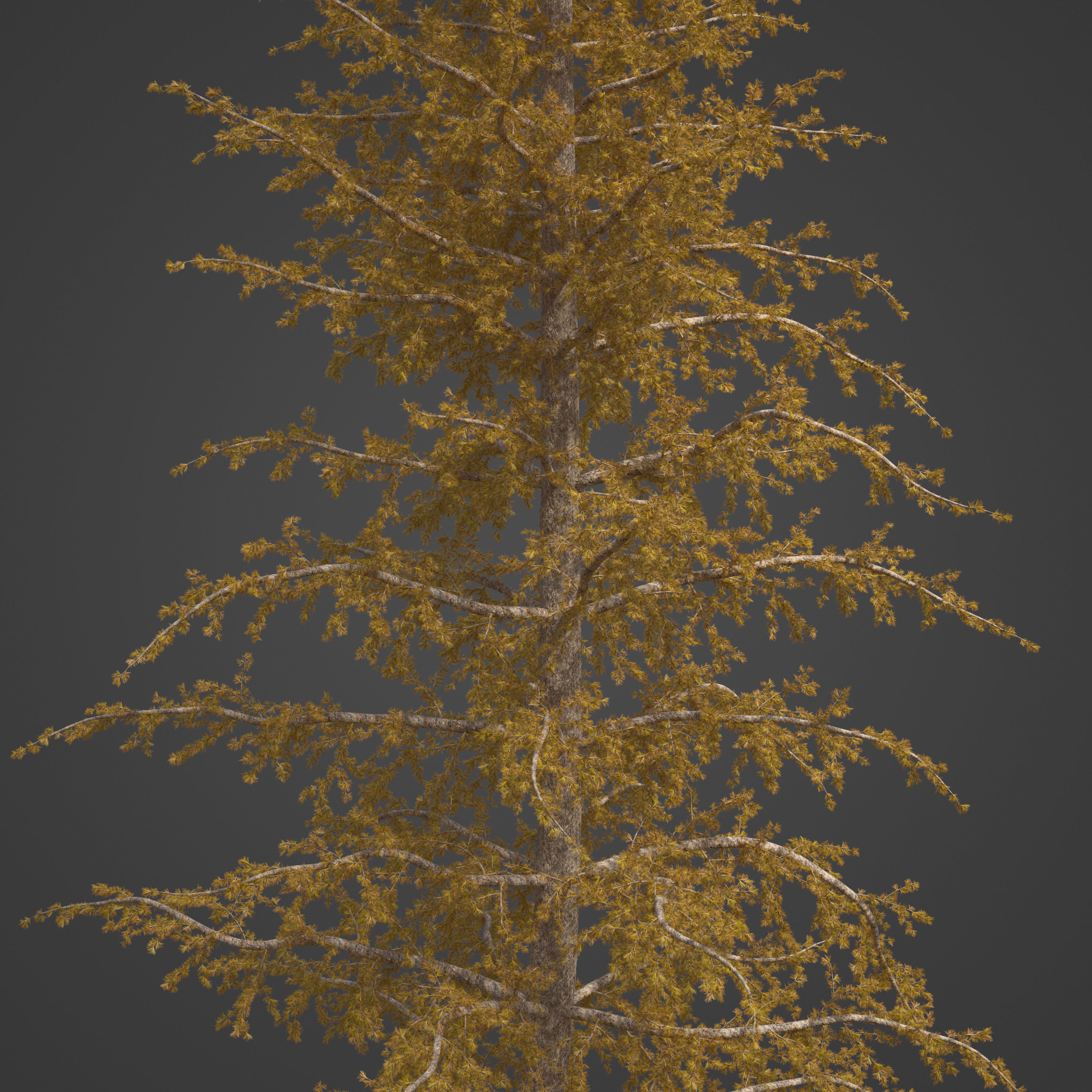 2021 PBR Western Larch Collection - Larix Occidentalis 3D model | CGTrader