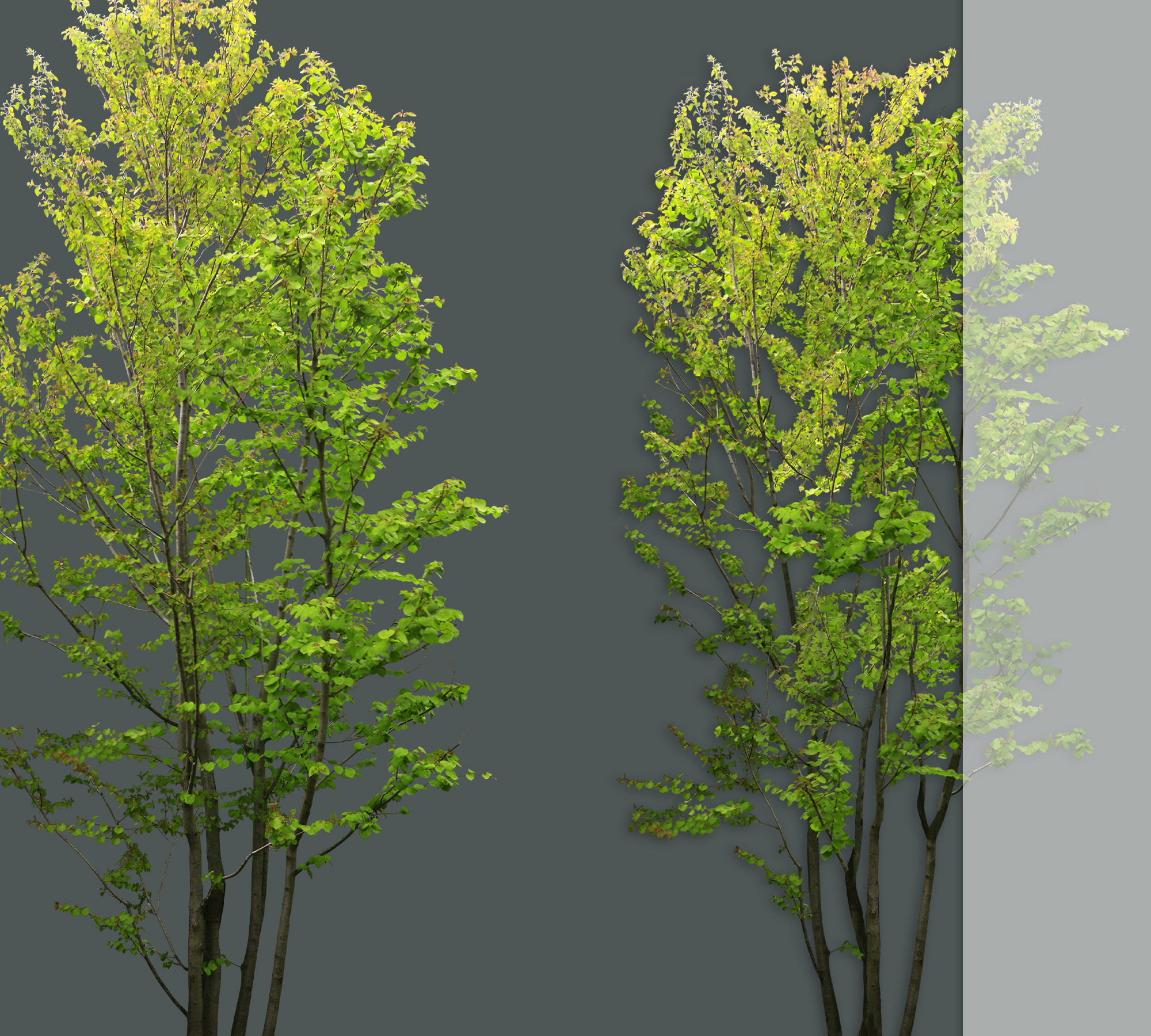 Set of Texture Trees PNG free Texture | CGTrader