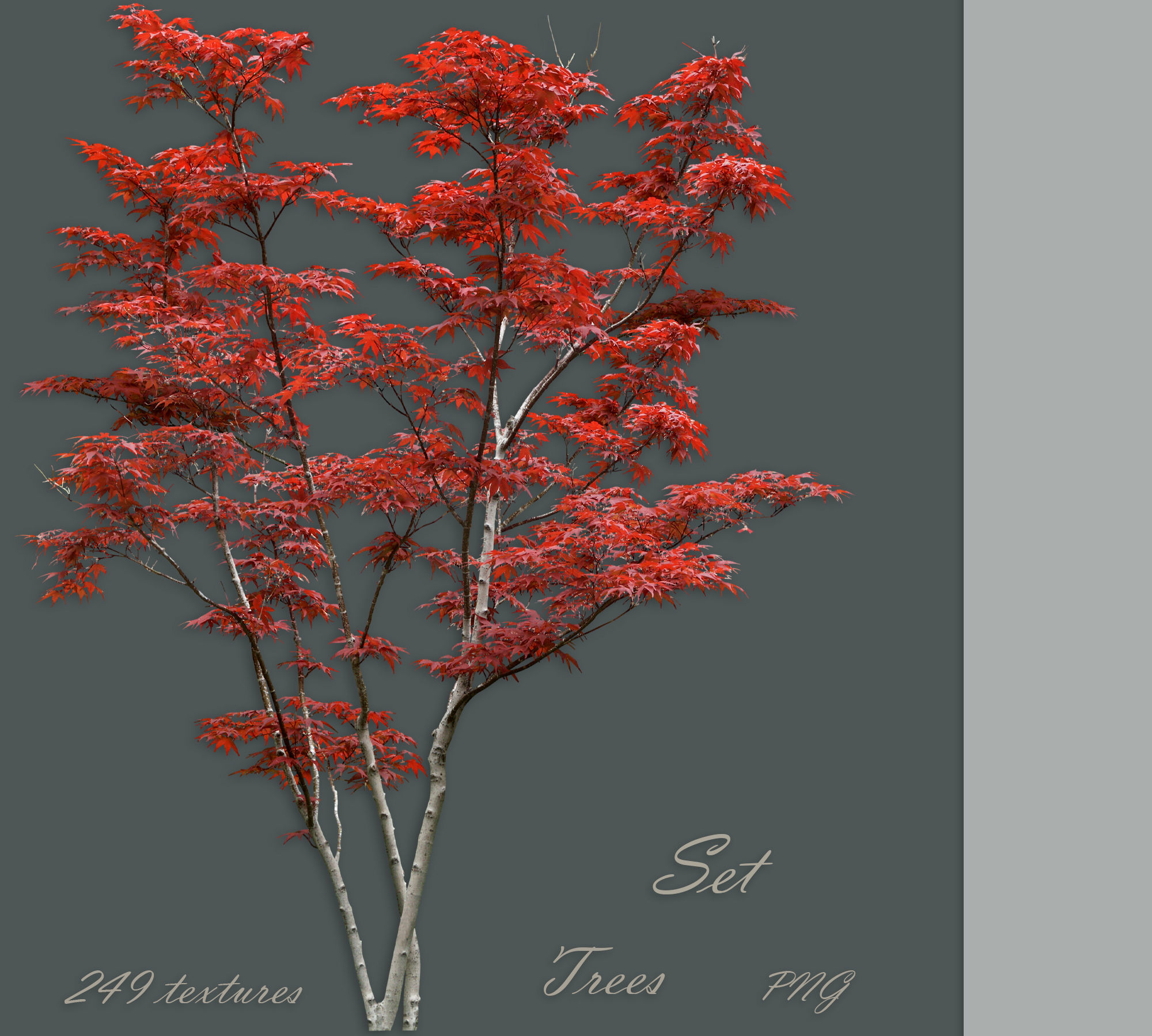 Set of Texture Trees PNG free Texture | CGTrader