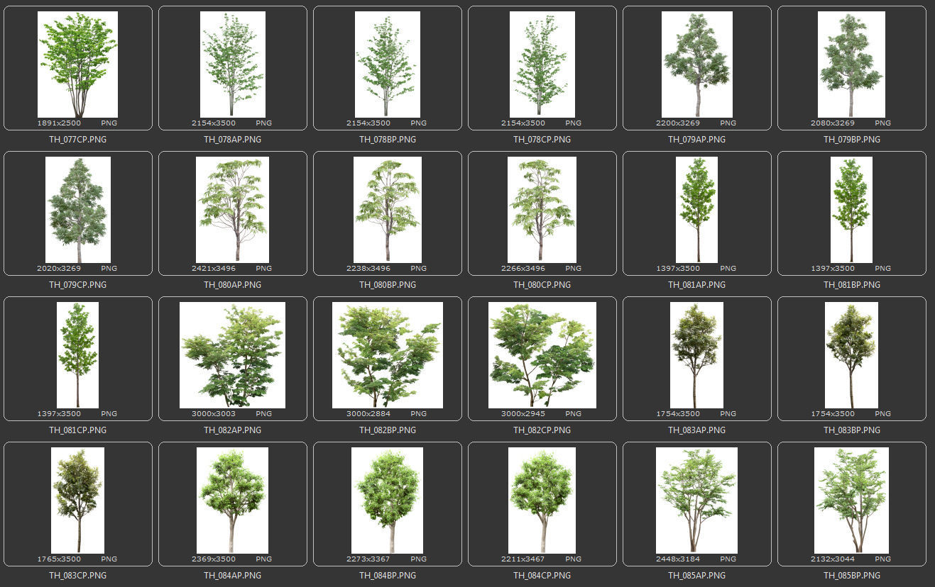 Set of Texture Trees PNG free Texture | CGTrader