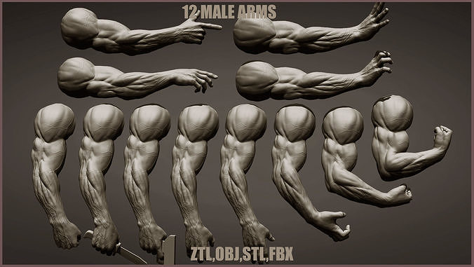 Arms Anatomy