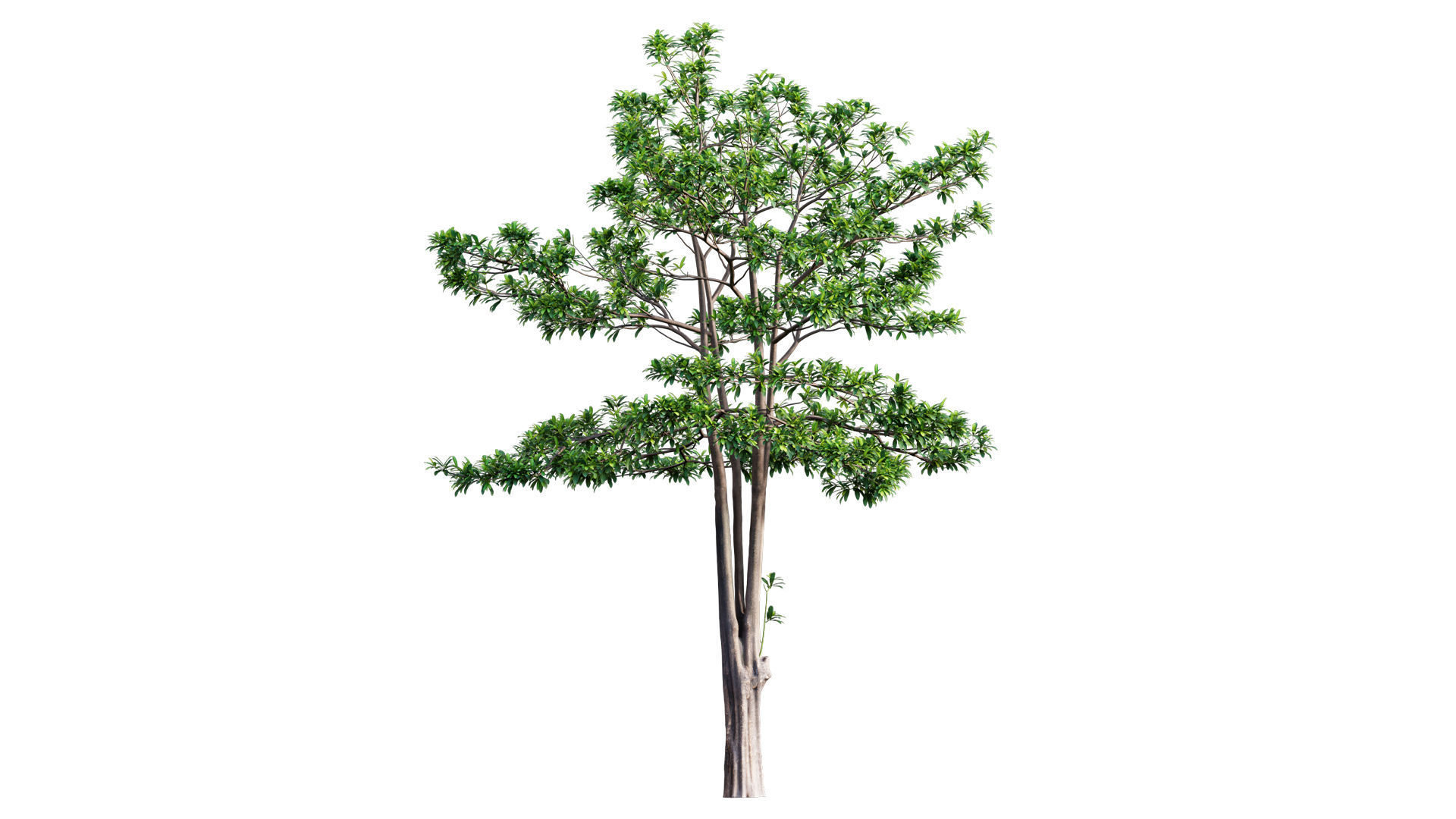 Alstonia scholaris - Milkwood 02 3D model | CGTrader