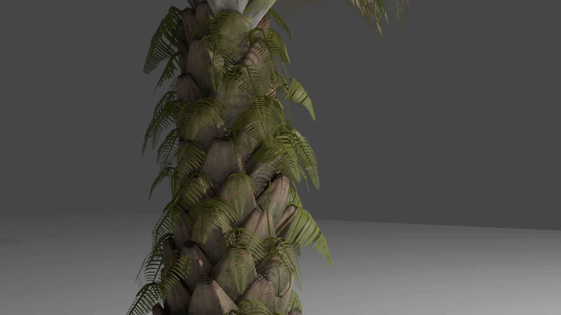 Oil Palm Tree Model 3D model | CGTrader