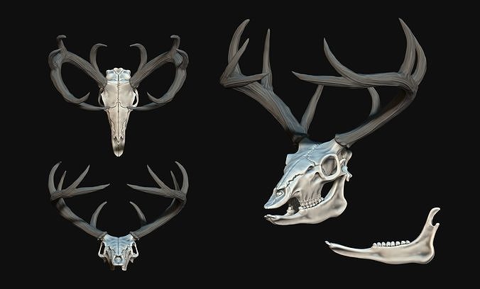 Deer Skull Anatomy