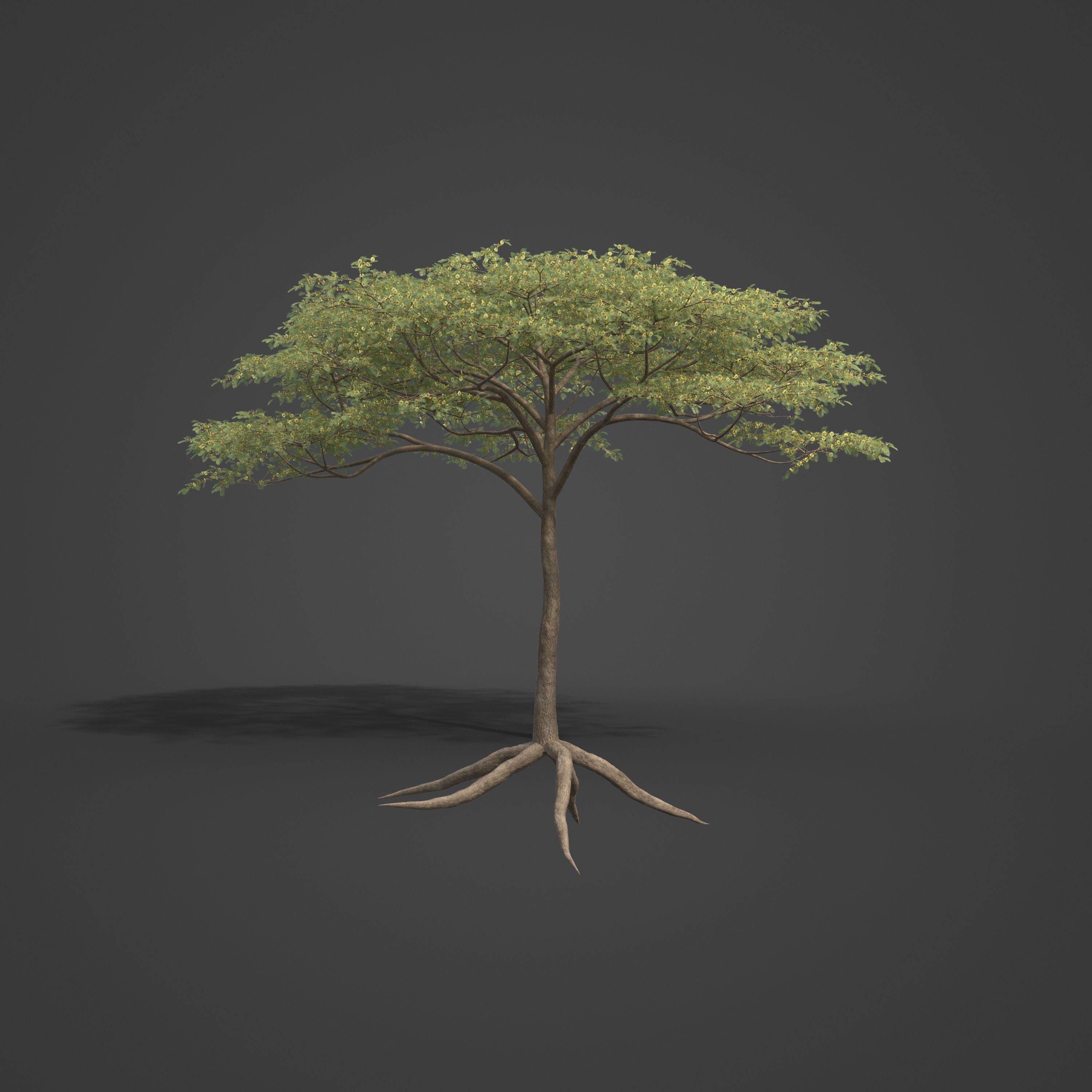 2021 PBR Umbrella Acacia Collection - Acacia Tortilis 3D model | CGTrader