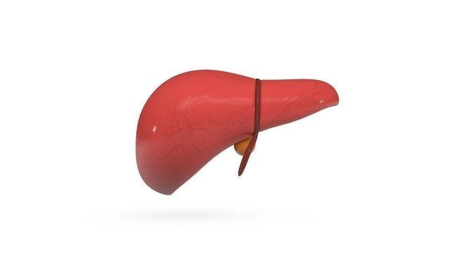 3D model Human Liver VR / AR / low-poly | CGTrader