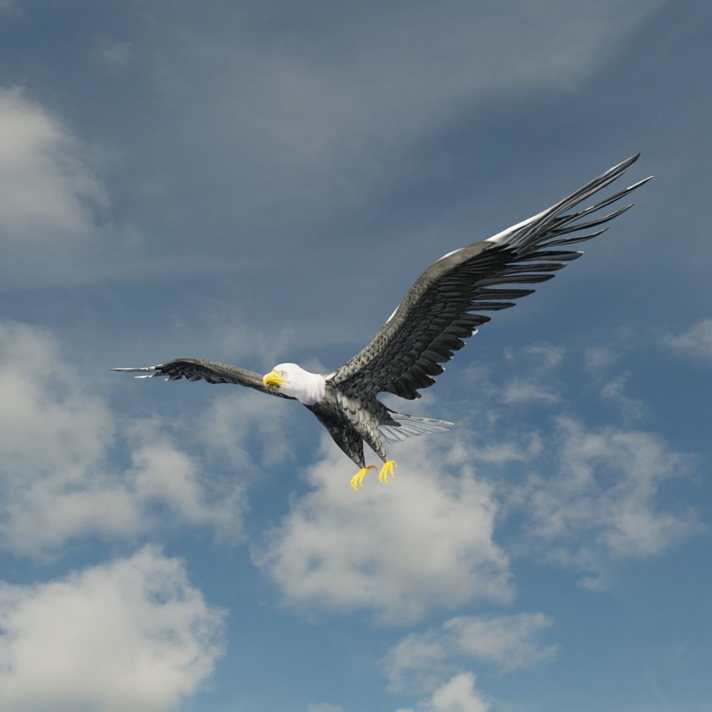 3D model Eagle Model Game Ready VR / AR / low-poly | CGTrader