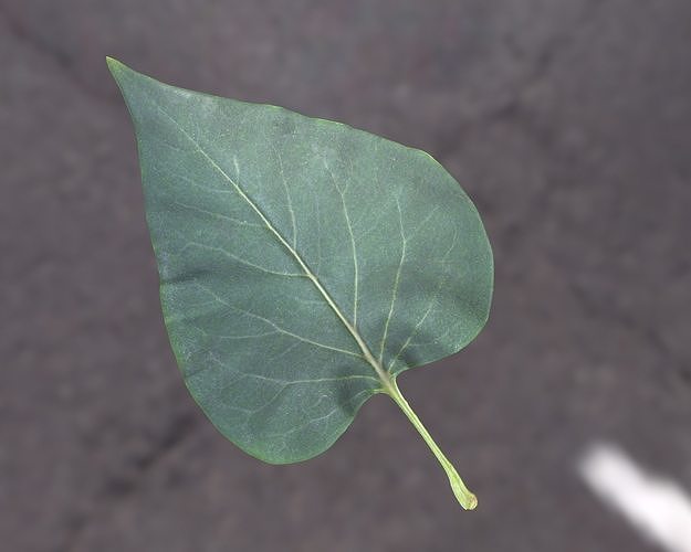 Leaf of Lilac Texture | CGTrader