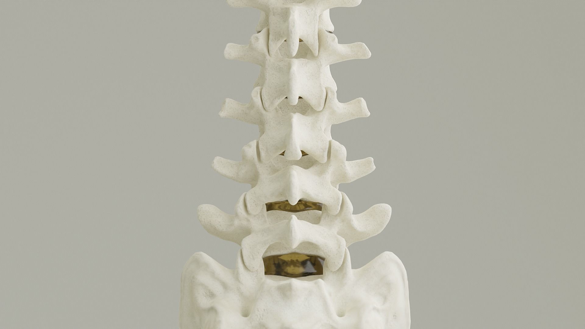 Spinal Column Anatomy Model 3D model | CGTrader