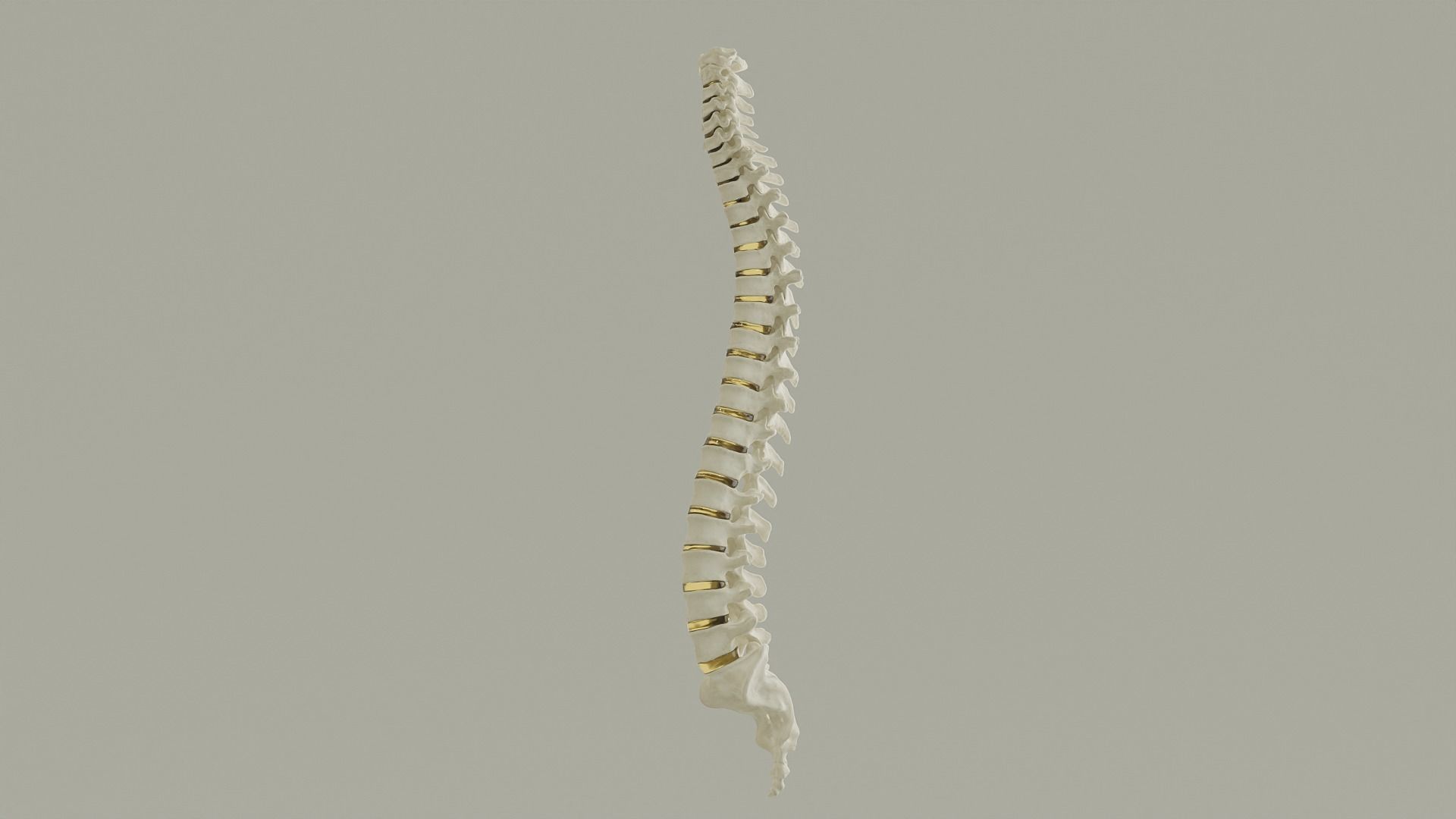 Spinal Column Anatomy Model 3D model | CGTrader