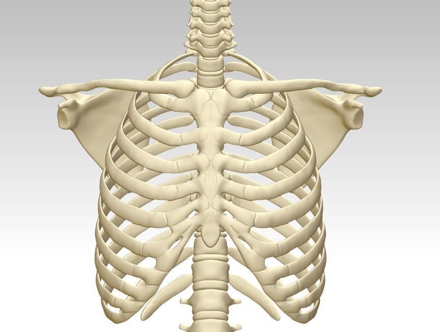 3D printing and downloading of human sternum structure model 3D model ...