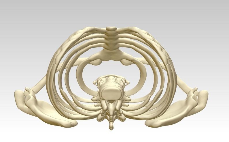 3D printing and downloading of human sternum structure model 3D model ...