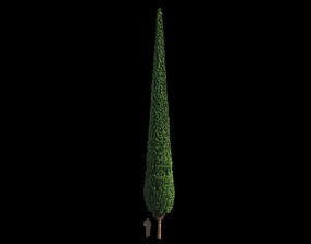Cypress tree 3D Models | CGTrader