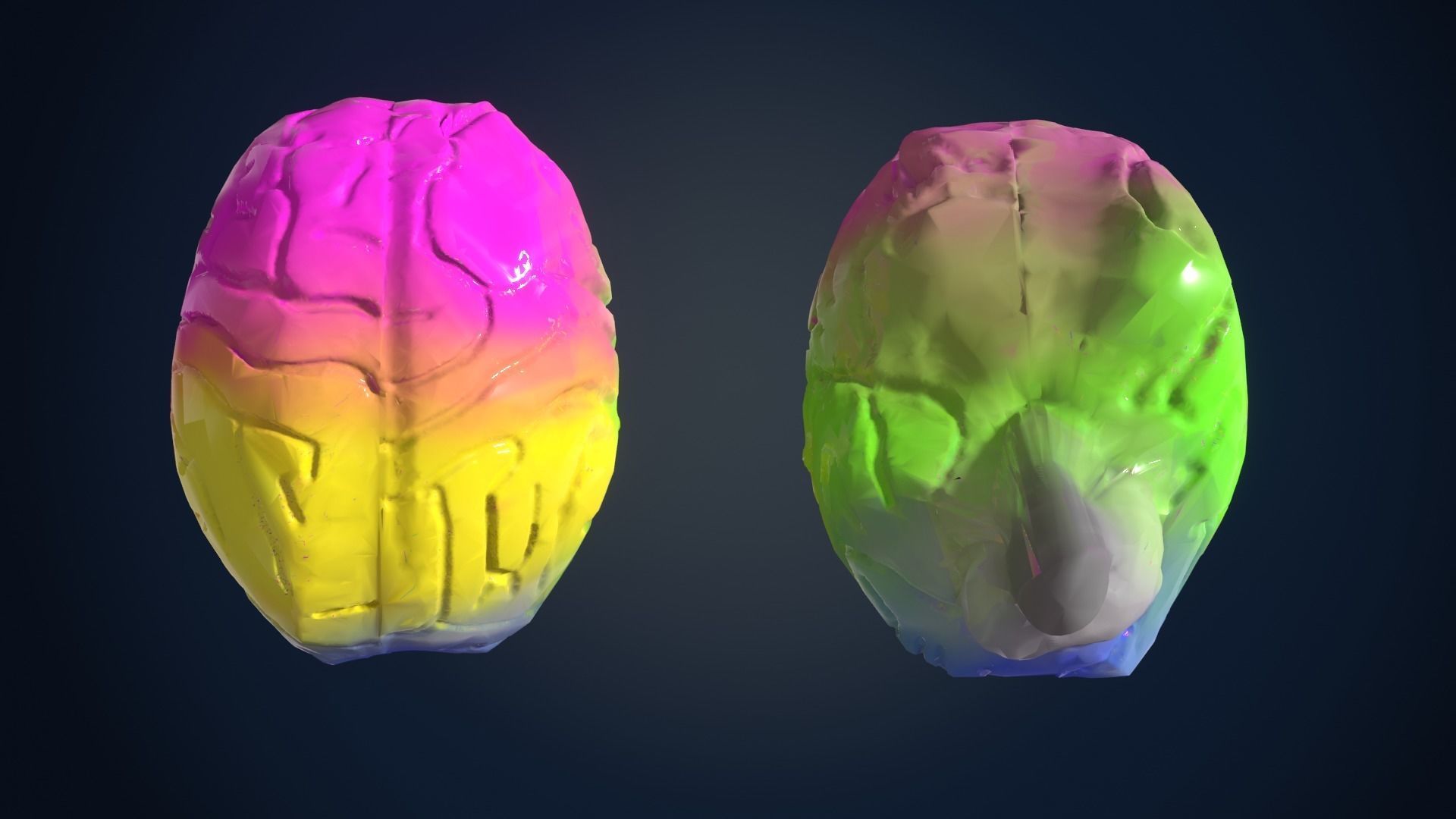 3D model low poly brain anatomy VR / AR / low-poly | CGTrader