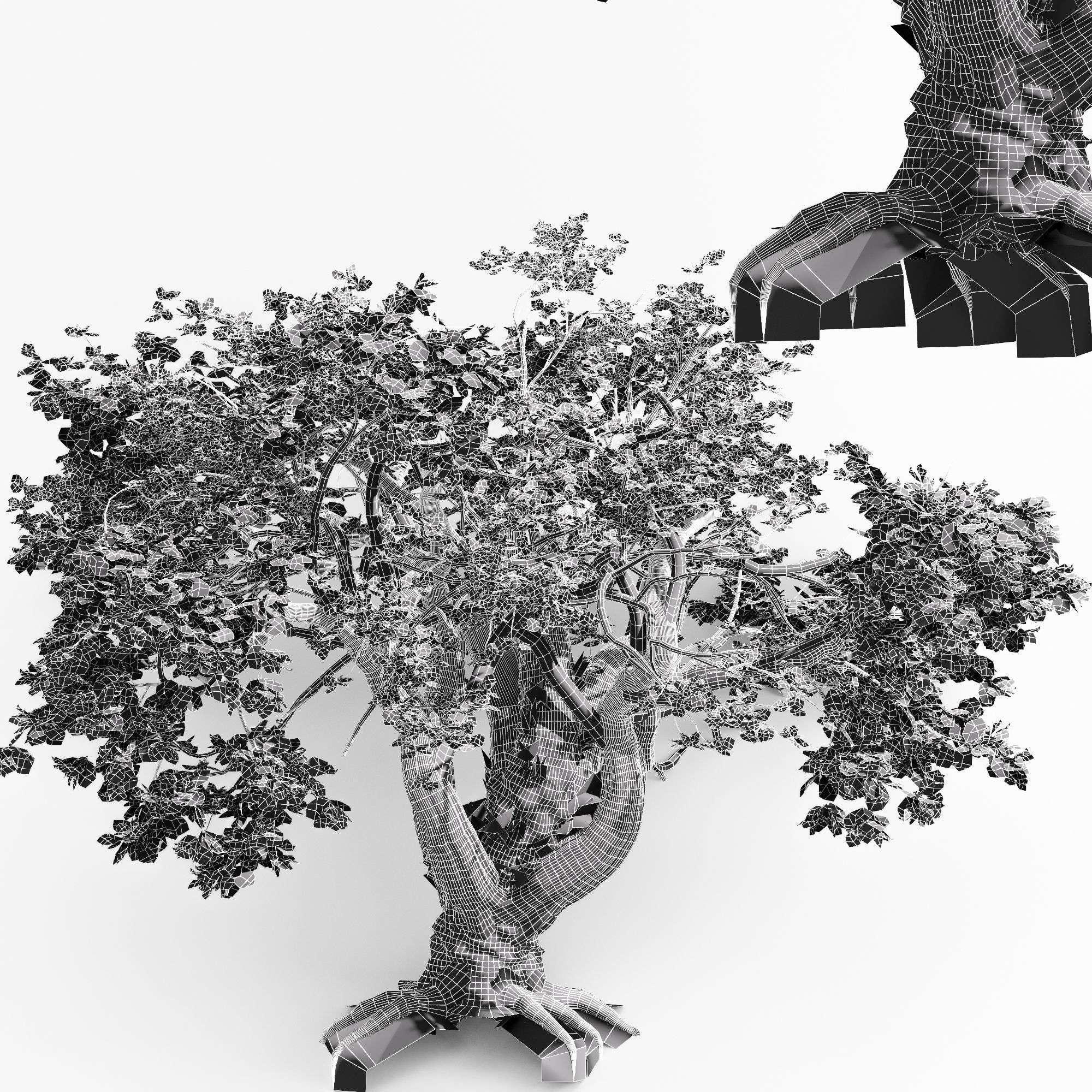 2 diffrent tree Big Leaf Maple Fall 3D model | CGTrader