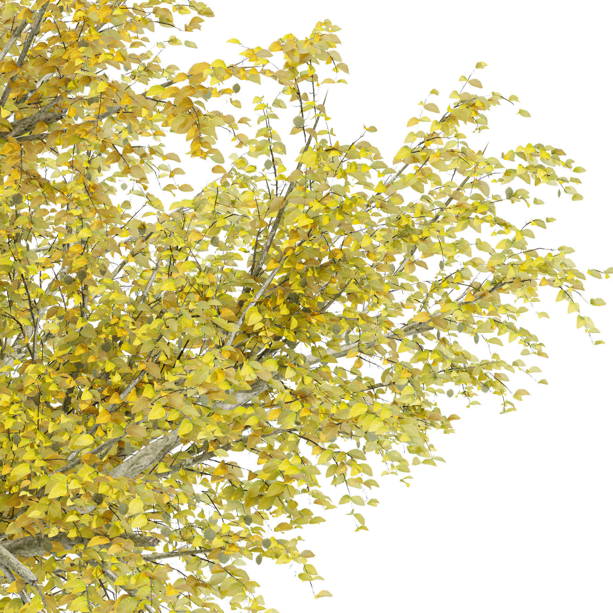 3 diffrent tree American Beech Fall 3D model | CGTrader