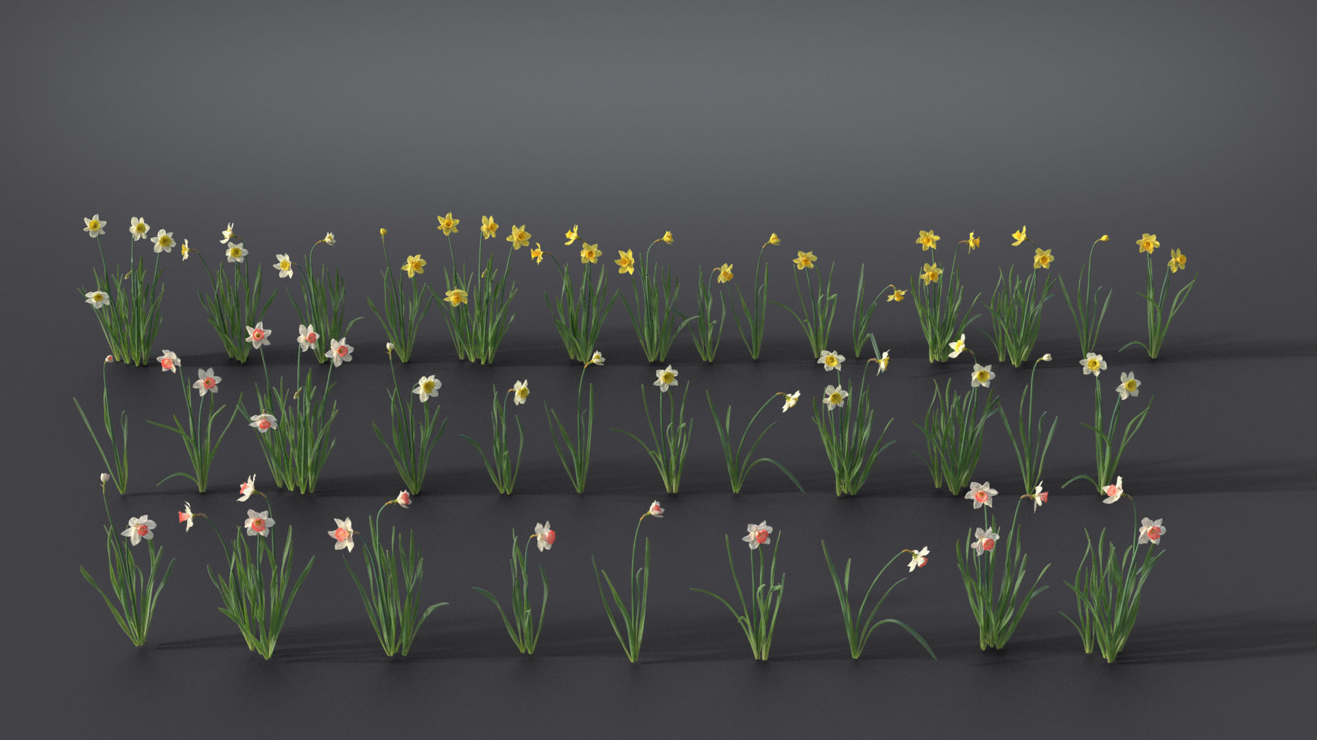 Daffodil Flower Kit VFX Grace 3D model | CGTrader