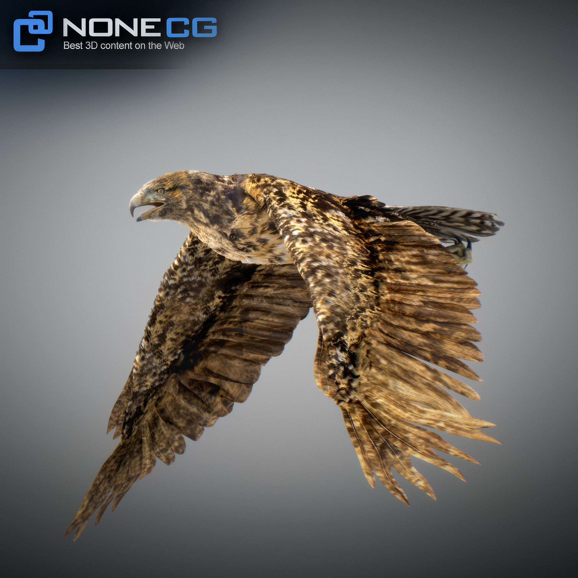 Animated Hawk 3D model animated rigged | CGTrader