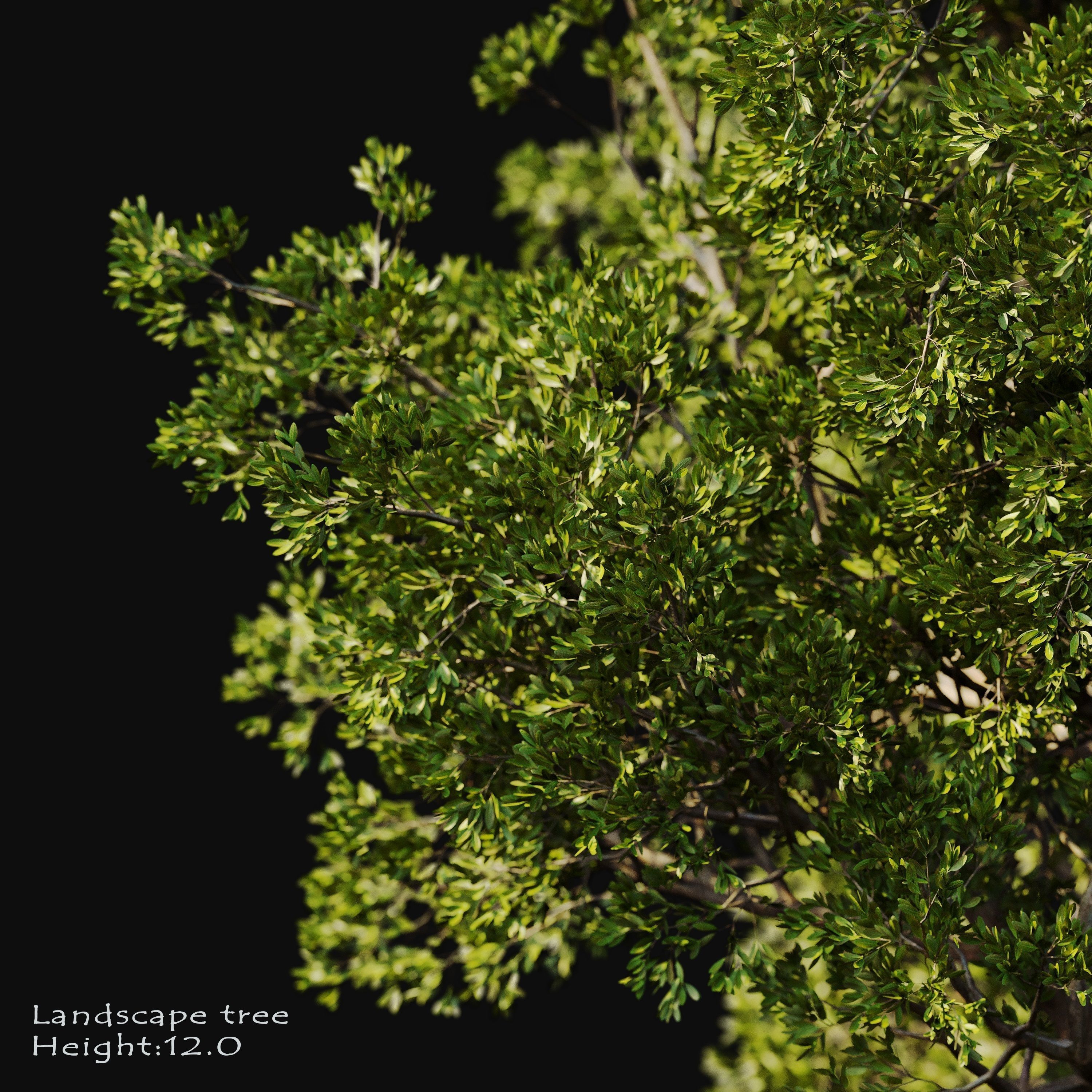 Big tree 3D model | CGTrader