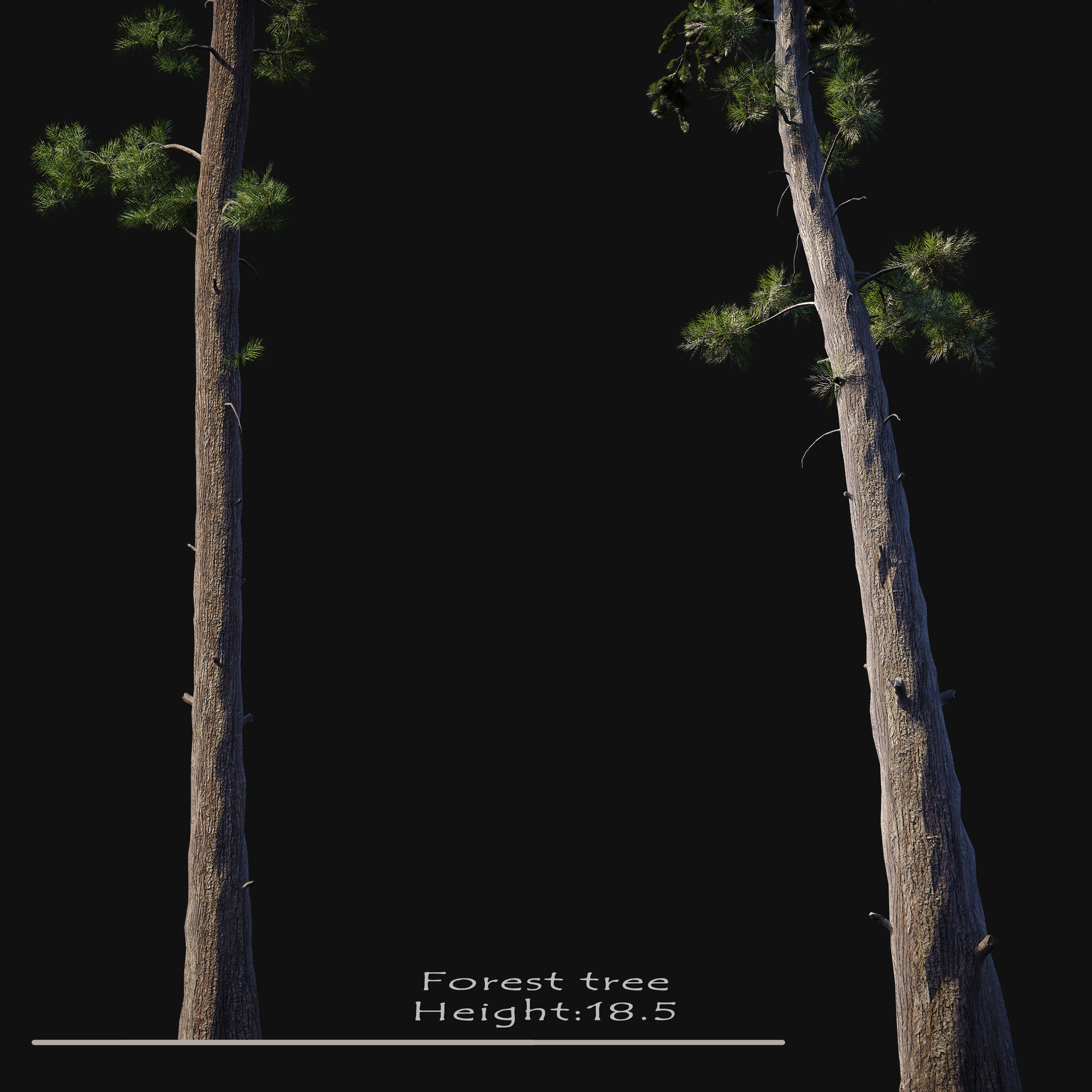 Forest tree 3D model | CGTrader