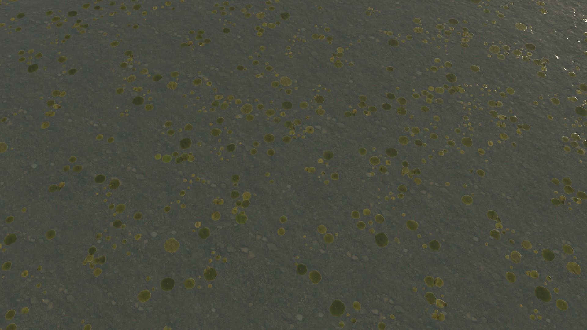 Texture Lake with water lilies Textures VR / AR / low-poly | CGTrader